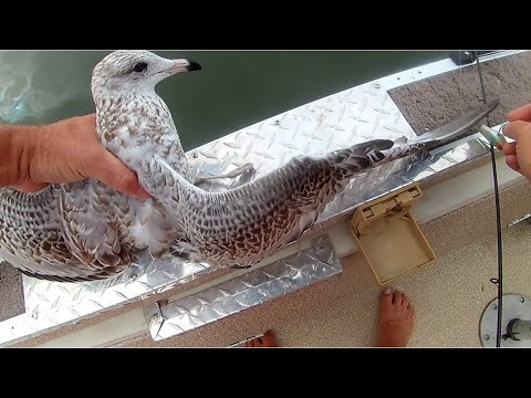fishing Spruce Run Reservoir muti species including a seagull 🤔 - YouTube