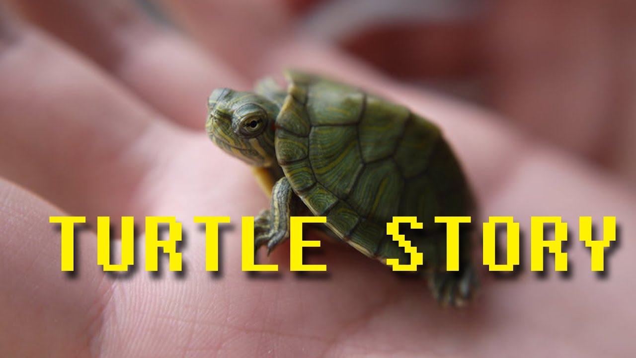 Turtle Story - YouTube