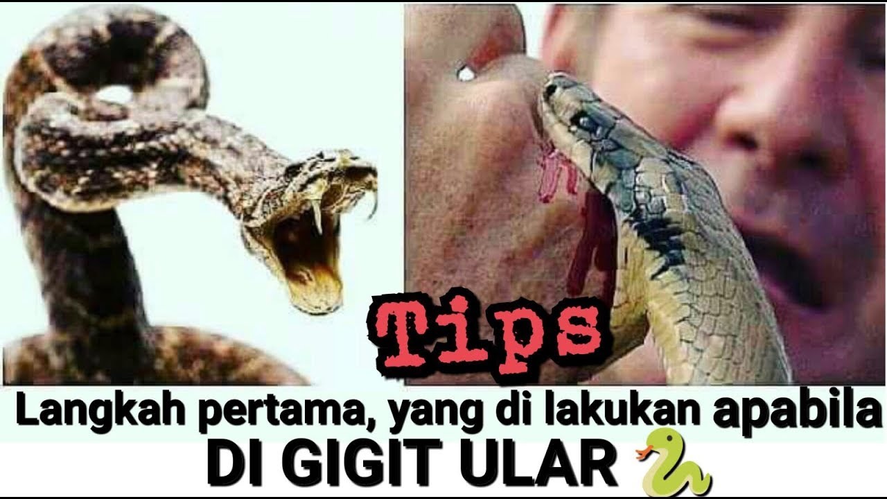 LANGKAH PERTAMA APABILA, DI GIGIT ULAR - YouTube