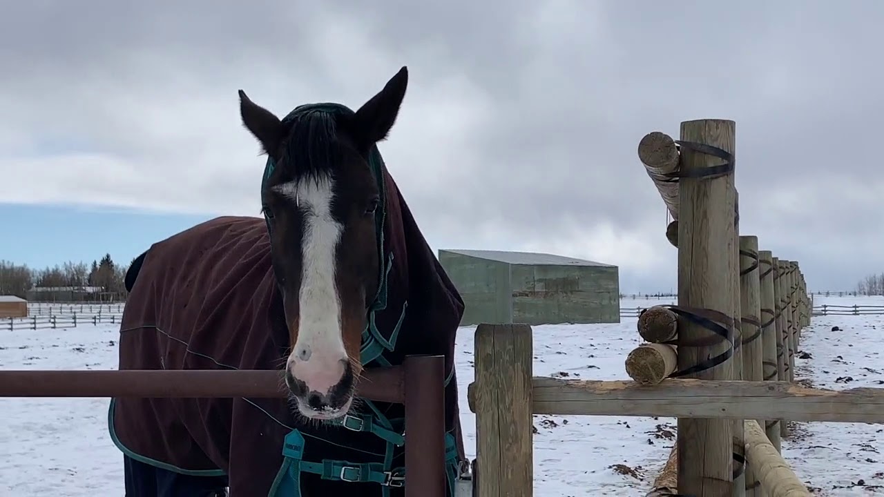 Nordic Farms Barn Tour March 2020 - YouTube