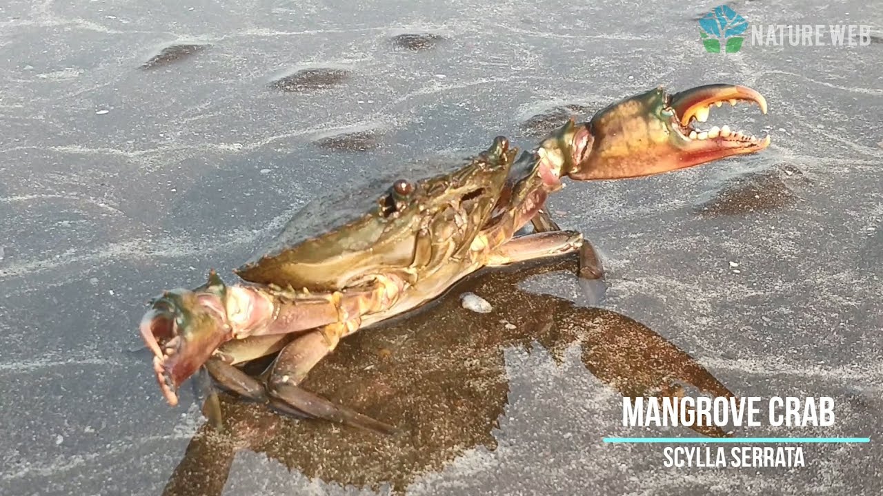 Mangrove Crab (scylla serrata) | Nature Web - YouTube
