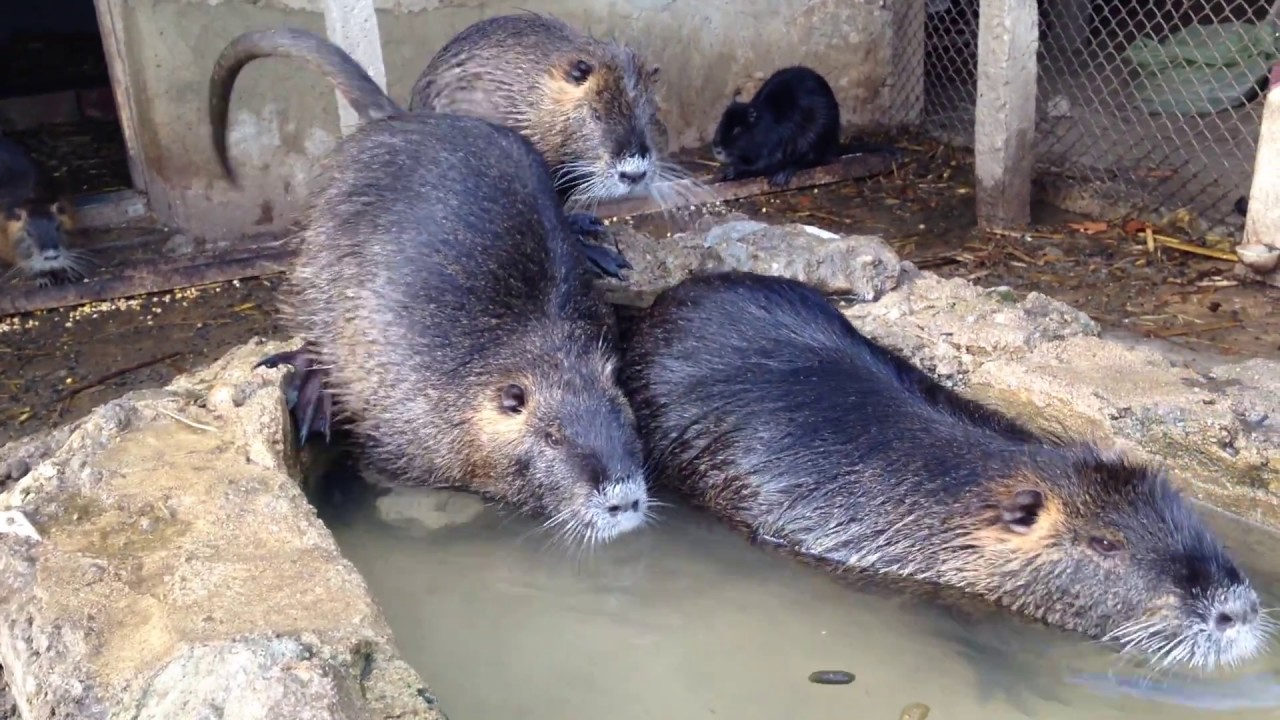 nutria bath time - YouTube