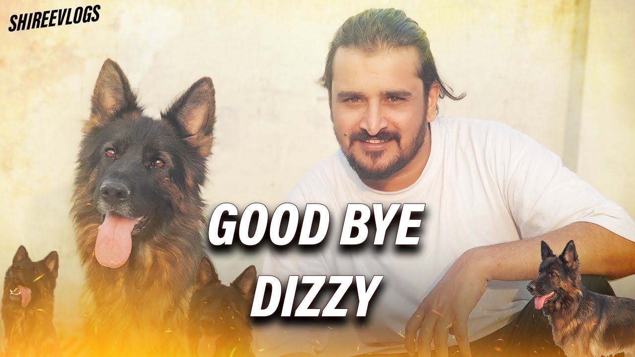 Dizzy German Shepherd Wapes Chala Gya | ShireeVlogs - YouTube