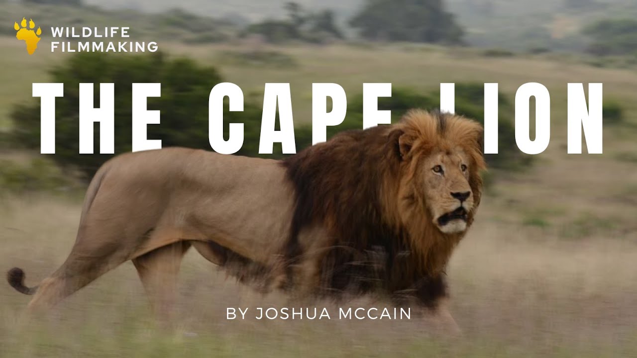 The Cape Lion - Joshua McCain | Wildlife Filmmaking - YouTube