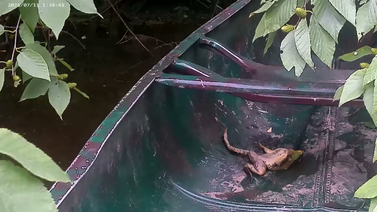 The Outdoor Kids: Episode 15- Bow Hunting for Big Bull Frogs! - YouTube