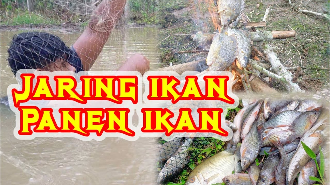 Jaring Ikan Panen Ikan Part 2 Banjir Membawa Berkah😇 Youtube
