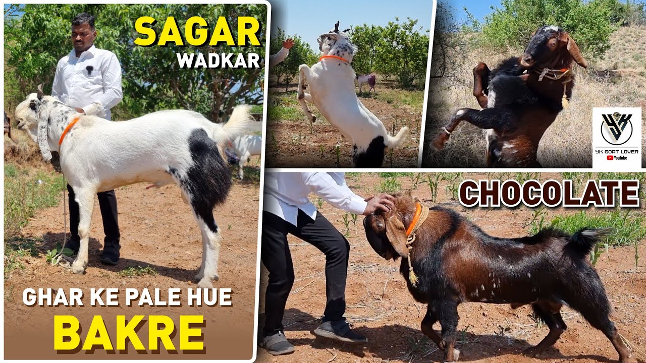 Ghar ke Pale Hui Bakre choklate and Kota available at Sagar Wadkar Shivapur I YK Goat Lover ...