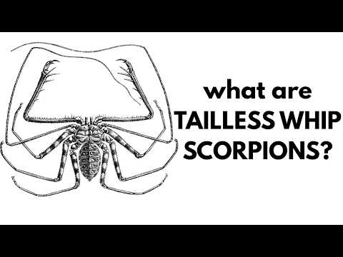 What Are Tailless Whip Scorpions?