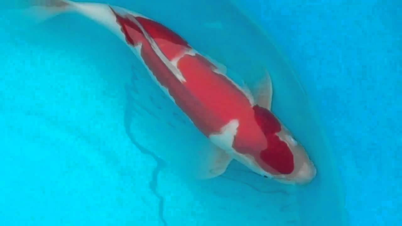 Sakai Inazuma Kohaku - Pan Intercorp - www.koi.com - YouTube