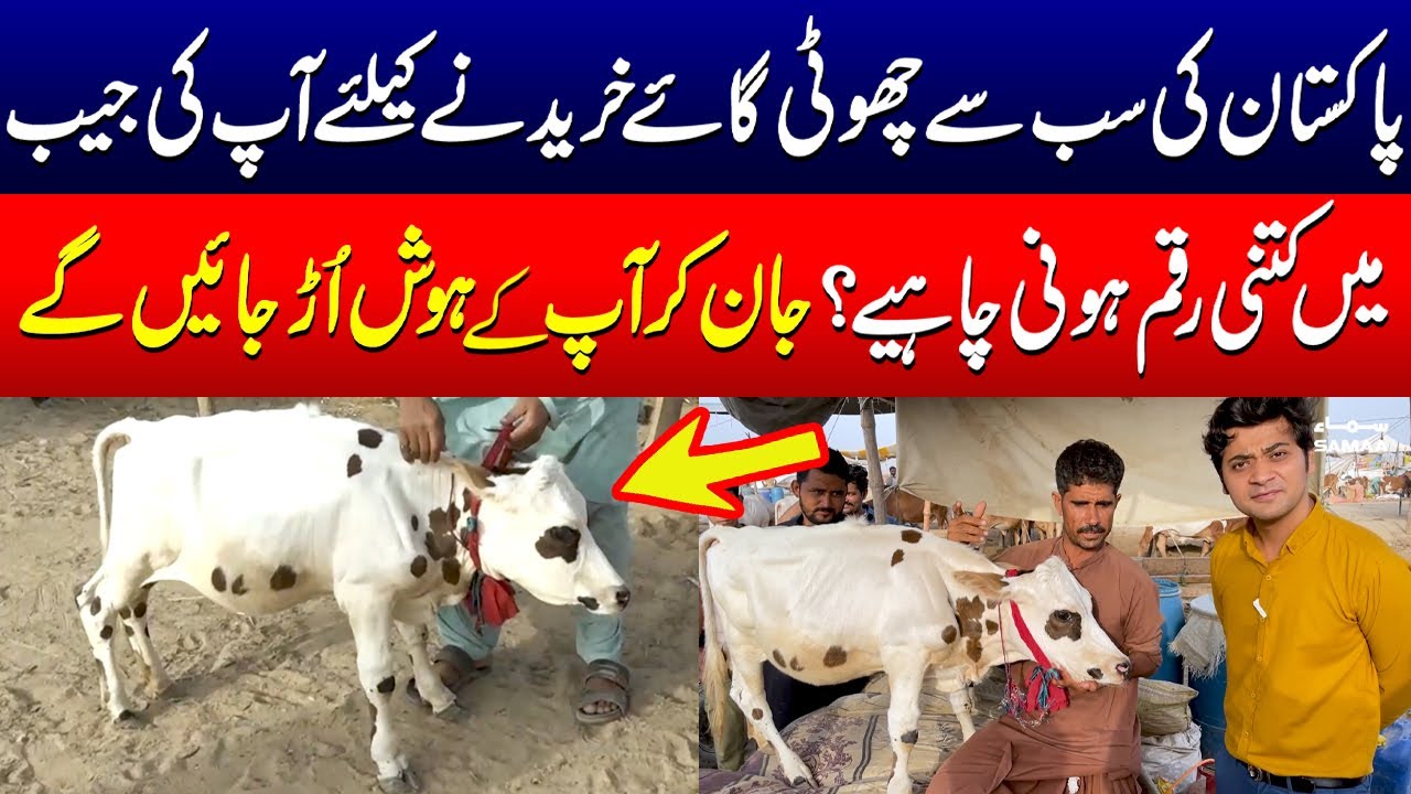 Pakistan`s Smallest But Most Expensive Cow | Karachi Cattle Market ...