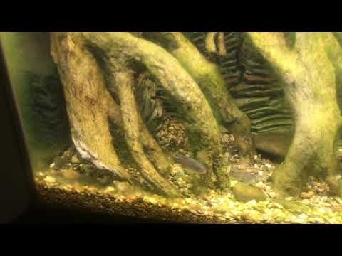 New Fish in the US Native Stream Tank! - YouTube