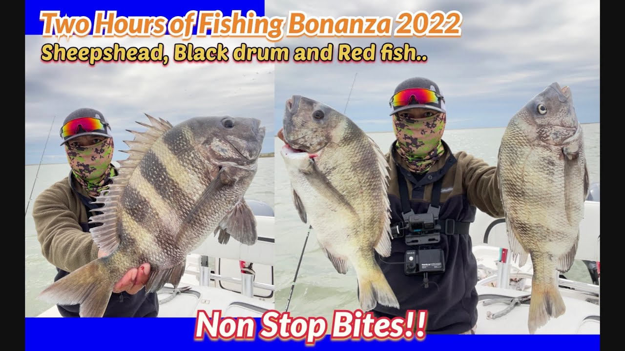 The Best Way to Catch Monster Sheepshead - (Freeport Texas Nov. 18 ...