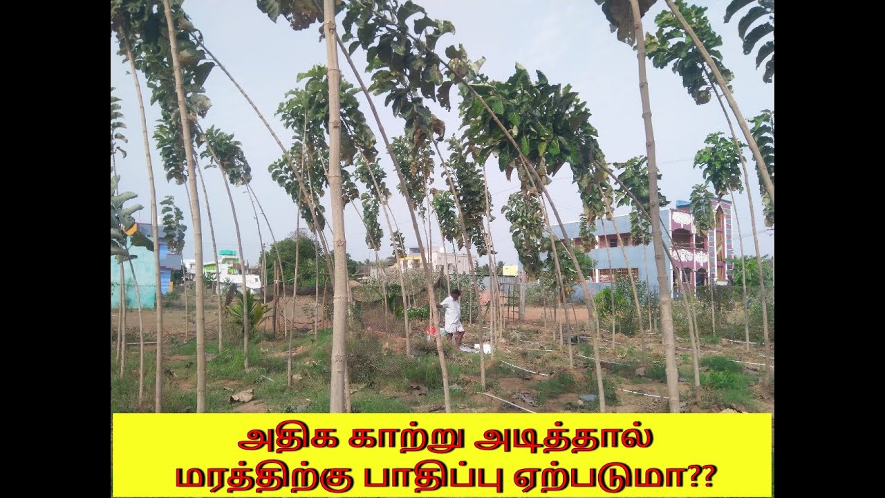 தேக்கு மரம் வளர்ப்பு | அதிக காற்று அடித்தால் மரத்திற்கு பாதிப்பு ...