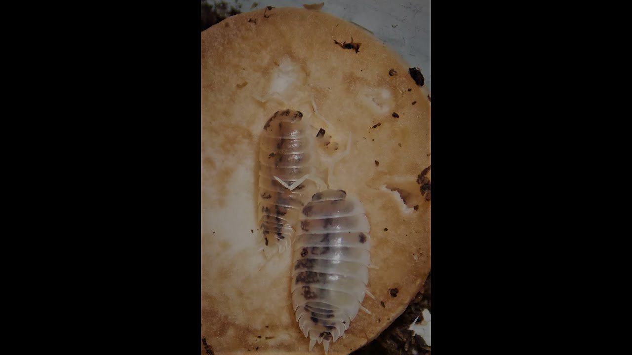 Isopod care guide. #isopods - YouTube