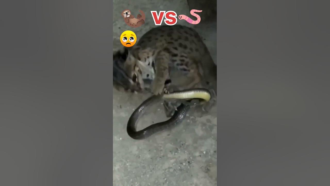 MONGOOSE 🦫 VS 🐍SNAKES 😱🤯🔥💯 #animals - YouTube