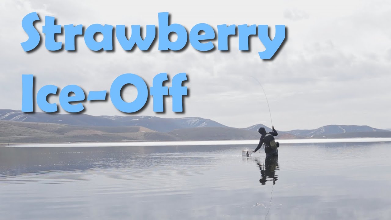 Fly Fishing Strawberry Reservoir Ice-Off - We Found The Cutts!!! - YouTube