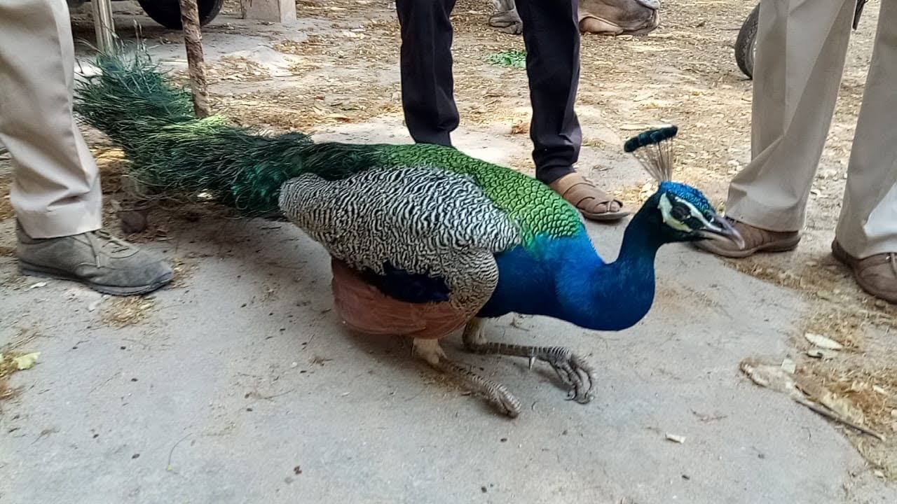Treating the injured peacock - YouTube