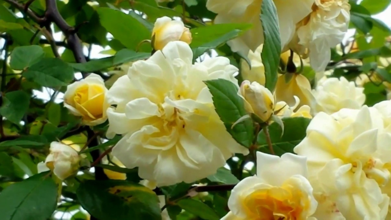 Yellow rambling Rosebush - YouTube
