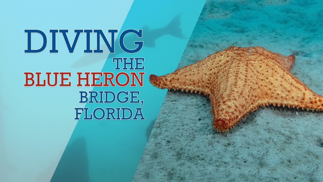 Scuba Diving The Blue Heron Bridge, West Palm Beach, Florida - YouTube