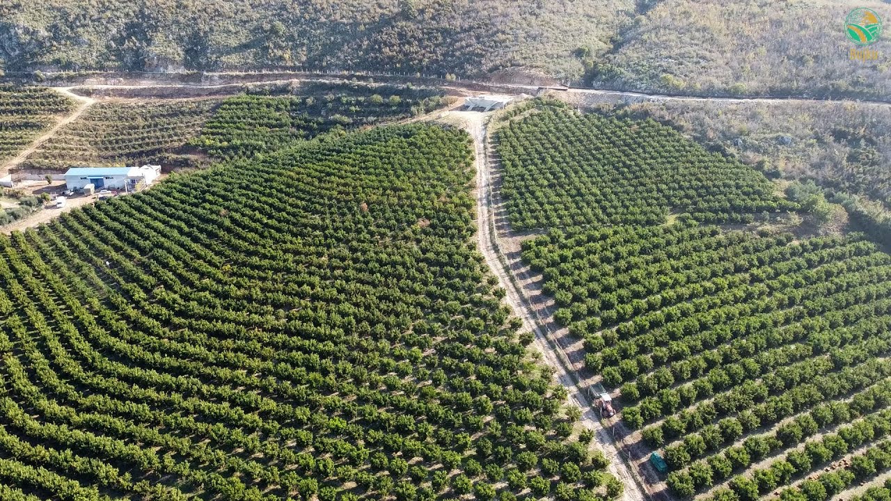 BUJKU – Greqia kompenson 50% te demeve ne bujqesi, rimburson shpenzimet ...