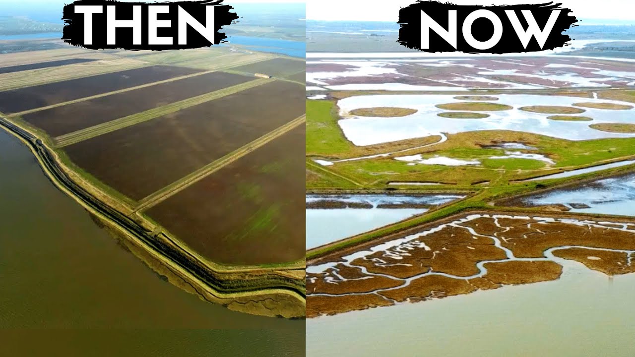 How This Degraded Land was Transformed into Thriving Wetlands - YouTube