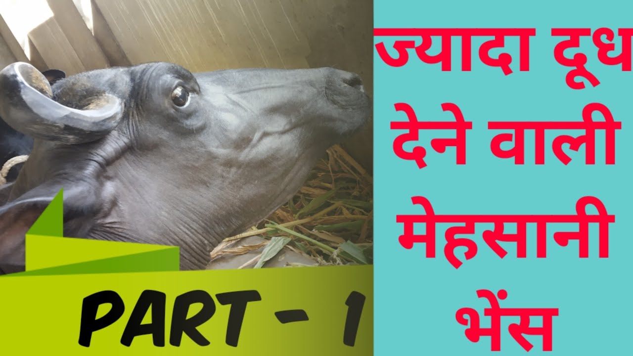 ज्यादा दूध देने वाली मेहसानी भेंस। Mehsani Buffalo. Gujarat ki popular ...