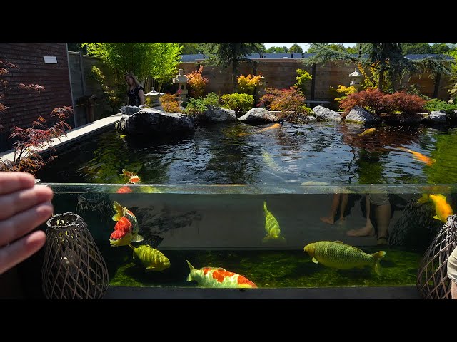 Real Koi Fish Pond Koi