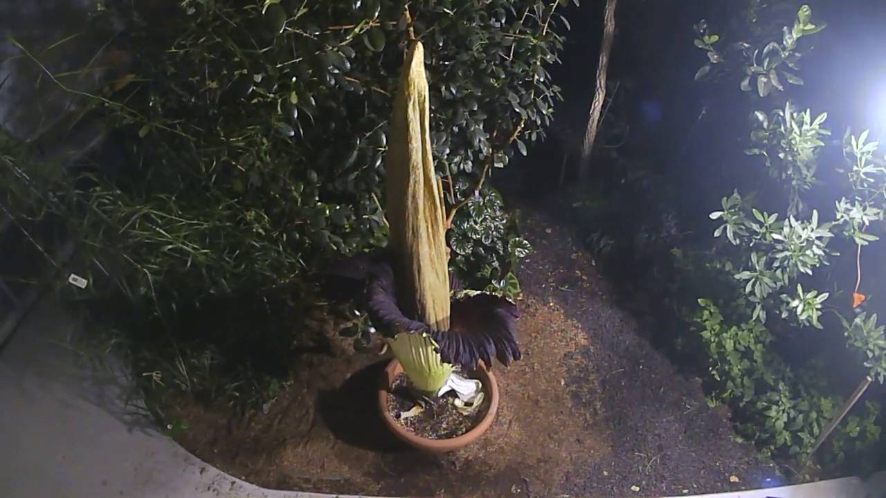 'Wee Stinky' third flowering - YouTube