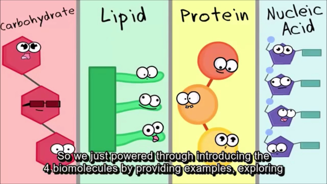 Biomolecules 3 PROTEINS - YouTube