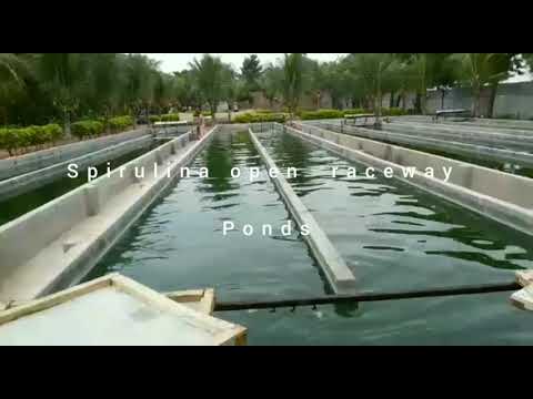 Spirulina open raceway ponds - YouTube