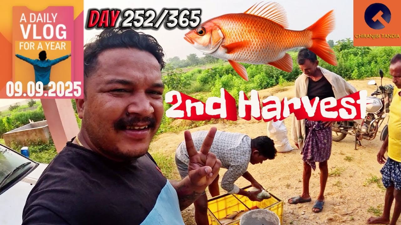 2nd Time Pond Fresh Fish Harvest 🐟💦 | Fresh Catch from Our Farm | Day ...