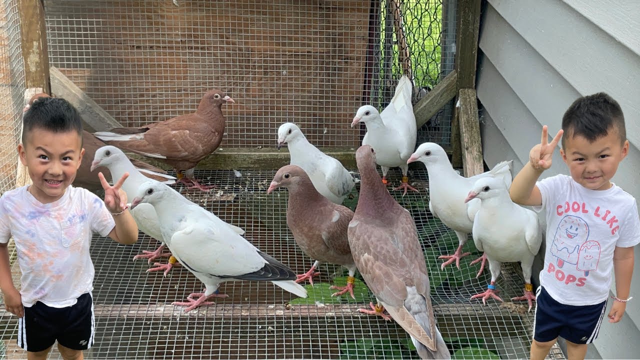 2023 Racing Pigeons | Young Birds Growing | Kid Banding Barn Pigeons ...