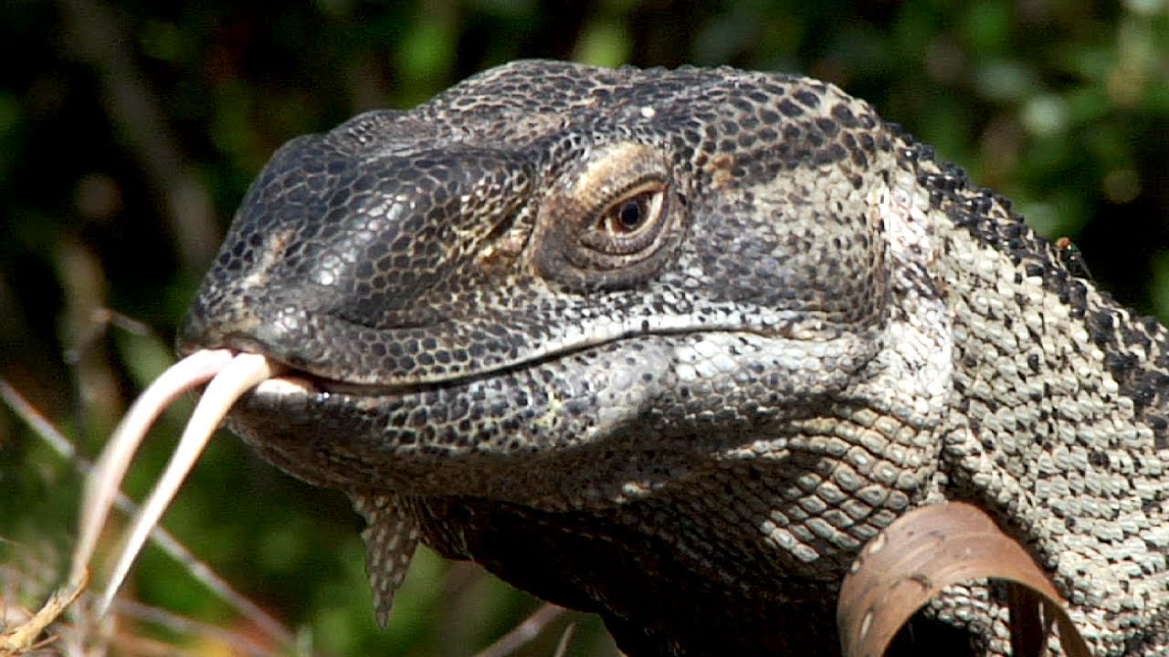 Monitor eats Alligator eggs 02, Time Laps Speed x2 - YouTube