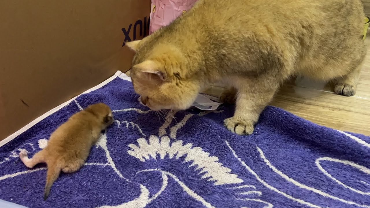 Dad cat meets baby kittens for the first time - YouTube