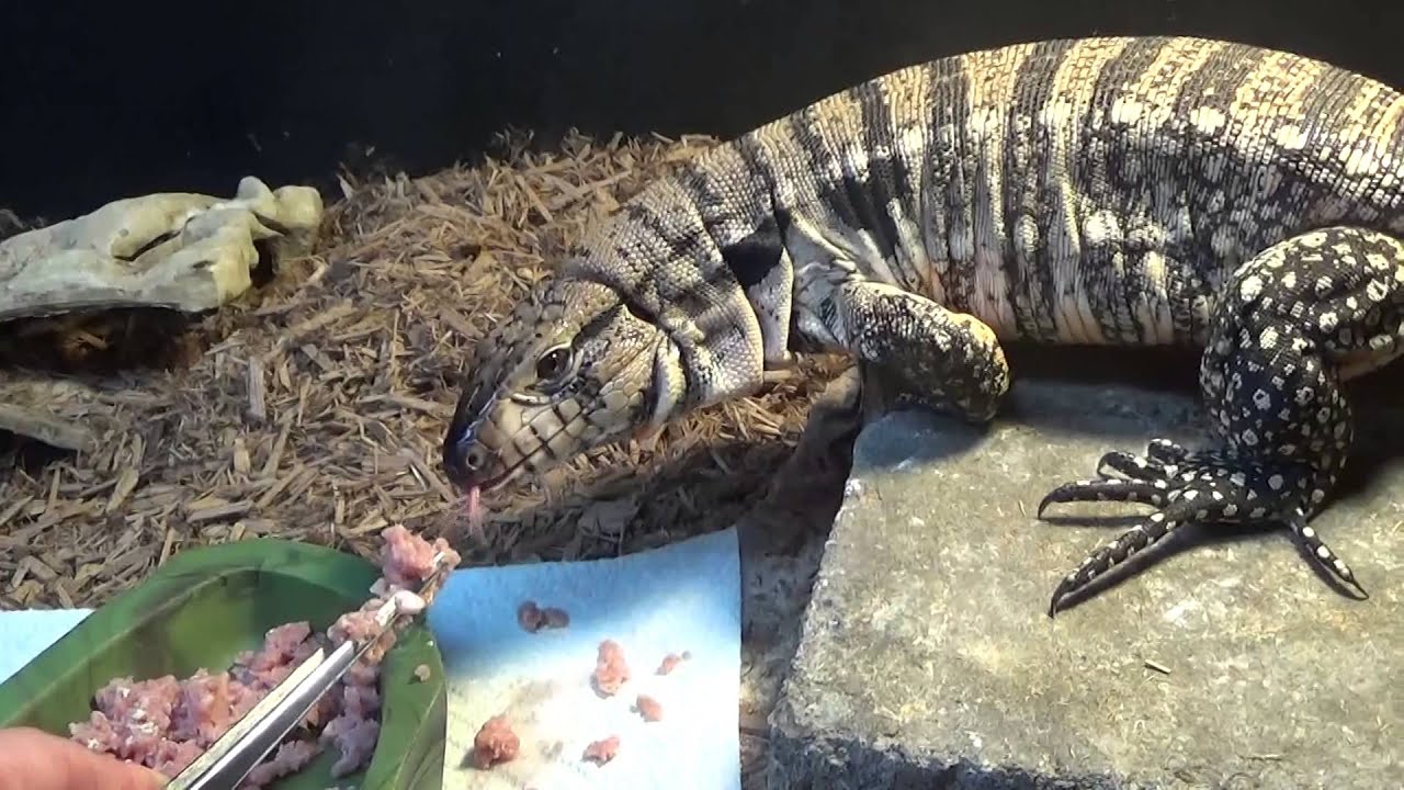 Tegu Eating... - YouTube