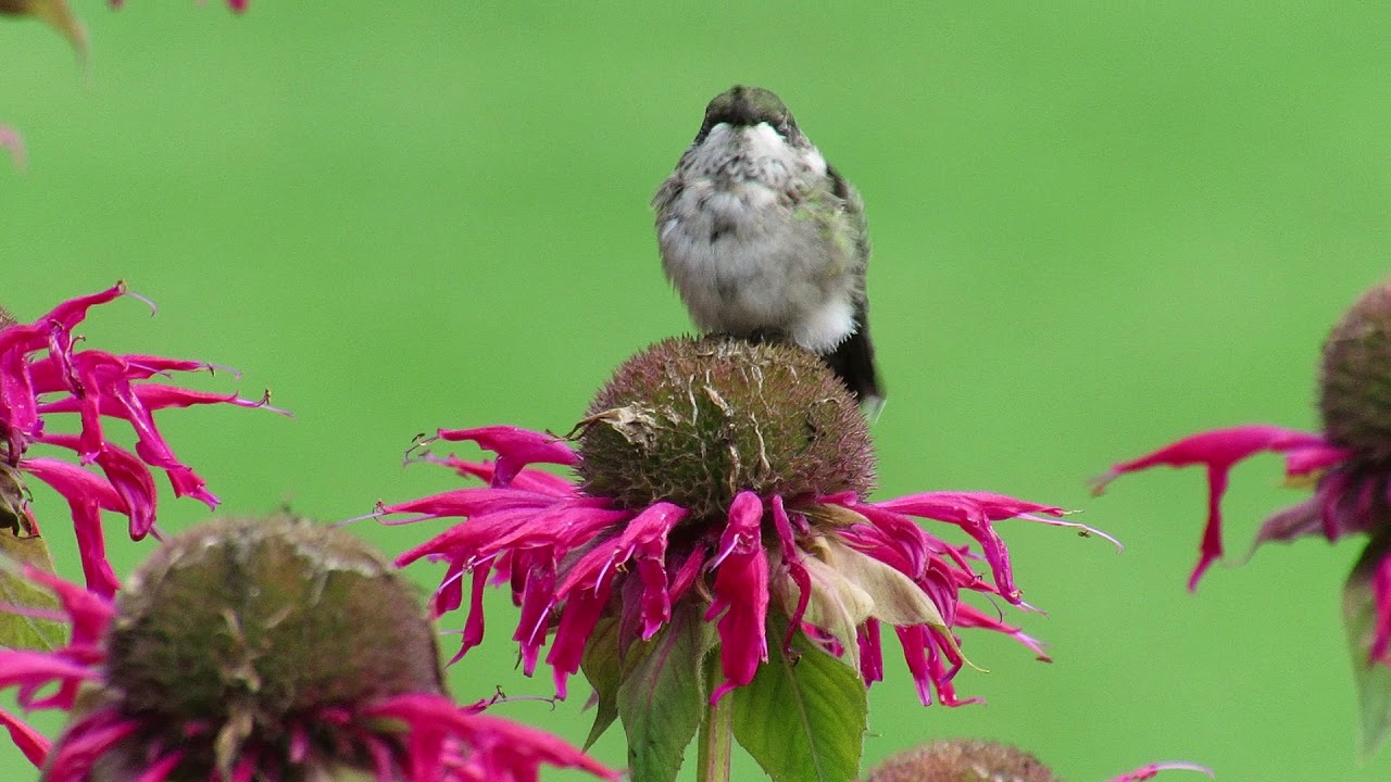 Sounds of the Ruby-Throated Hummingbird - YouTube
