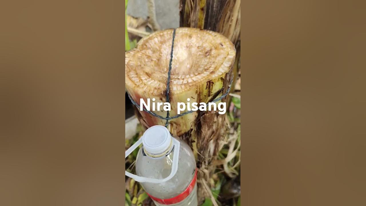 Cara Nderes Pisang utk ambil Niranya - YouTube