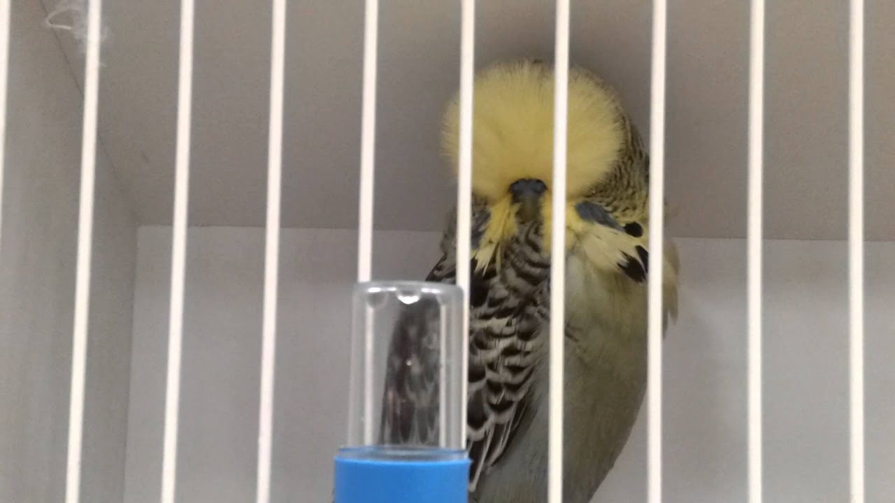 2014 World Budgerigar Championship. - YouTube