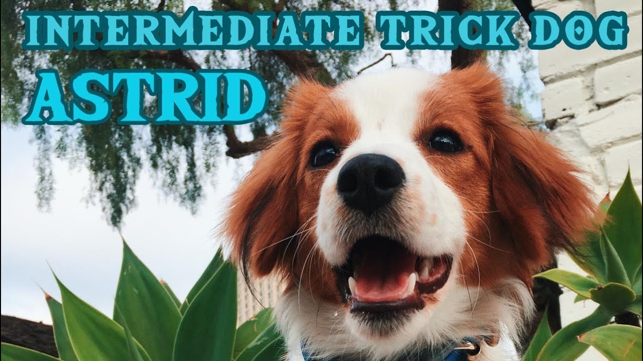 Astrid the Kooikerhondje - AKC Intermediate Trick Dog - YouTube