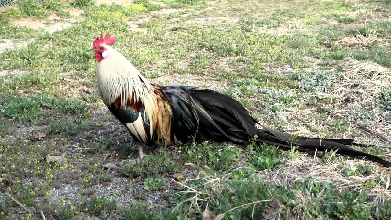 phoenix bantam - YouTube