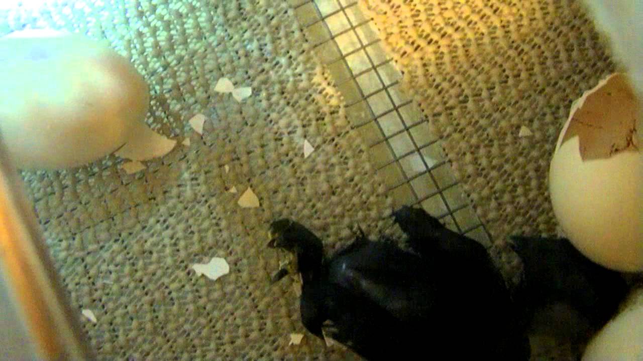 Showgirl Chick Hatching Incubator Silkie Chicken Baby Chick Hatch - YouTube