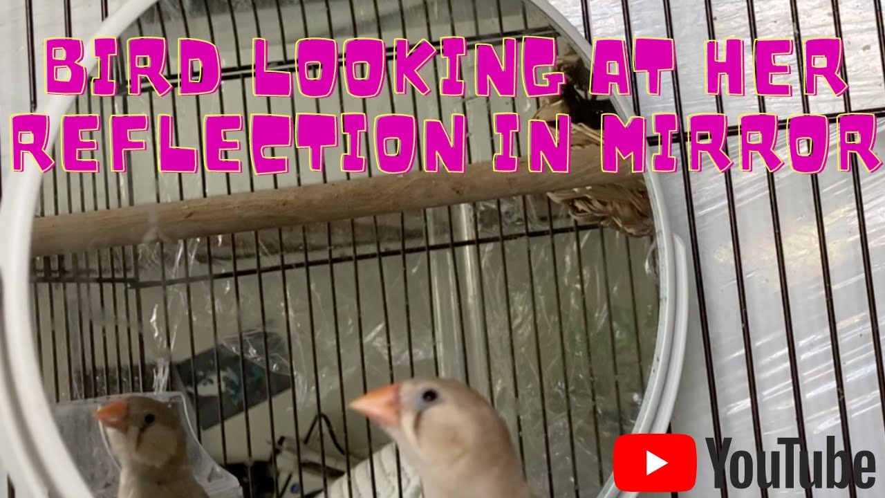 Bird Looking at Her Reflection in Mirror - YouTube