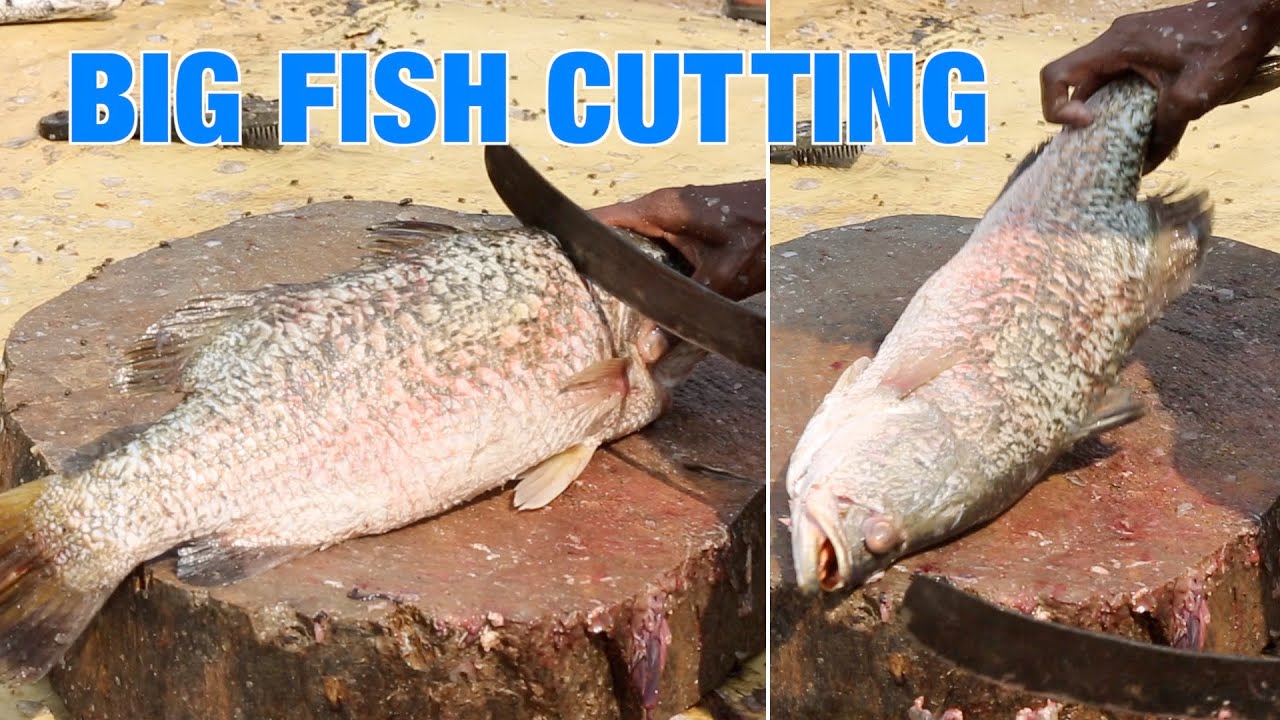 5 KG Fish Cutting | Big Fish Cutting & Chopping | Fast Fish Cutting ...