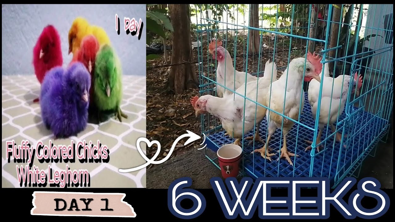Colored Chicks Turn to White Chicken😍 | 6 WEEKS Old Broilers are supposed to Look | 45 days ...