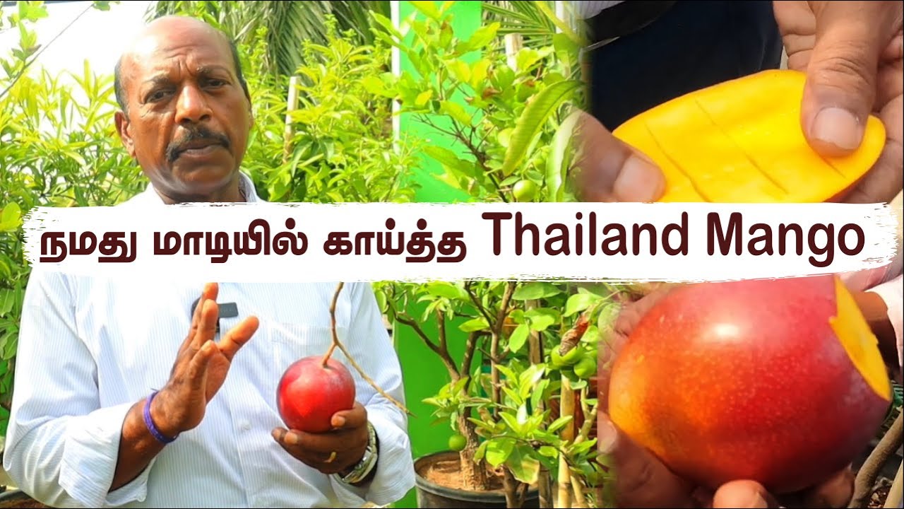 மிக சுவையான பெண் கன் லிங்க் மாம்பழம்|Discover the Beauty of Pen Gun ...