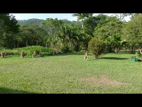 El rancho Reyes - YouTube