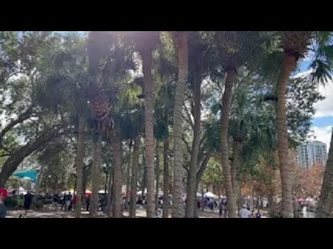 Sabal Palm Privacy Screen/Privacy Screens and Hedges at The Tree ...