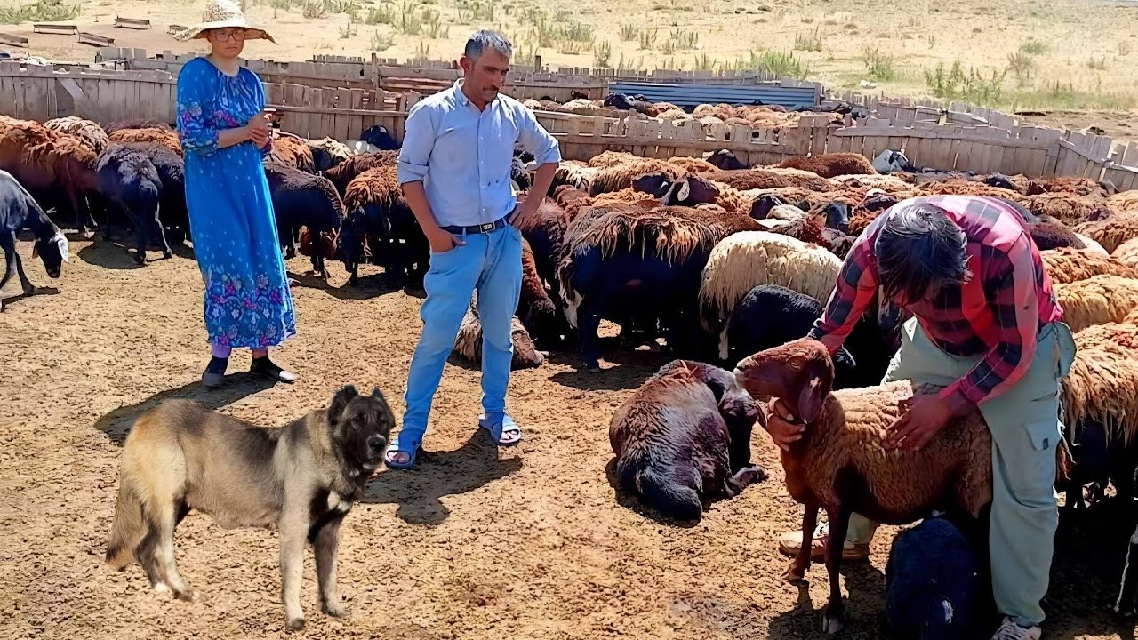 Grazing sheep in the Mountain|daily life of a shepherd in the villages ...