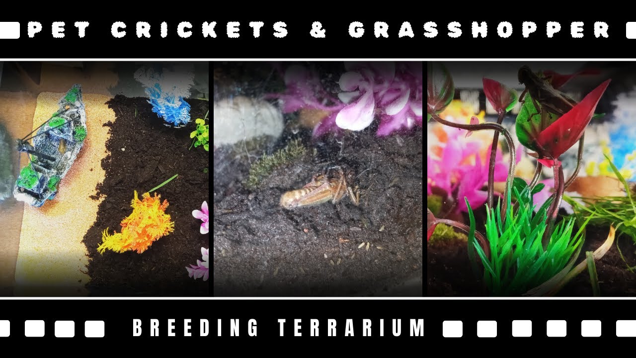 Pet Crickets and Grasshopper | Breeding Terrarium - YouTube