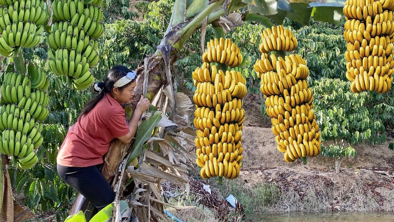 Harvest bananas and go to the market to sell. Buy seedlings for ...
